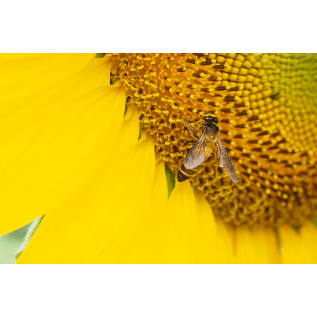 Benefits of Sunflower Extract for Skin