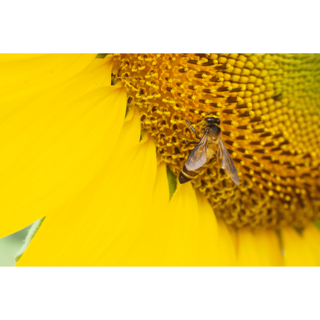 Benefits of Sunflower Extract for Skin