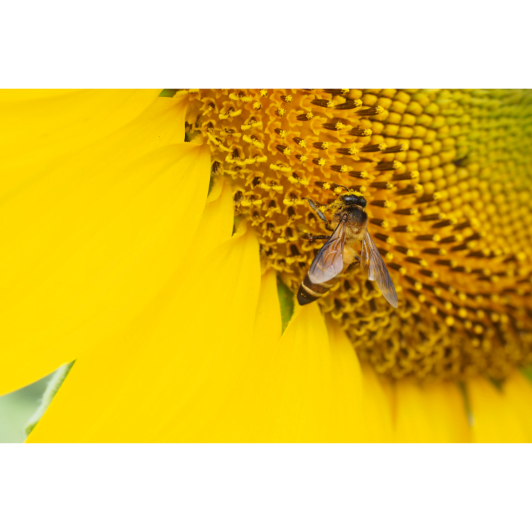 Benefits of Sunflower Extract for Skin